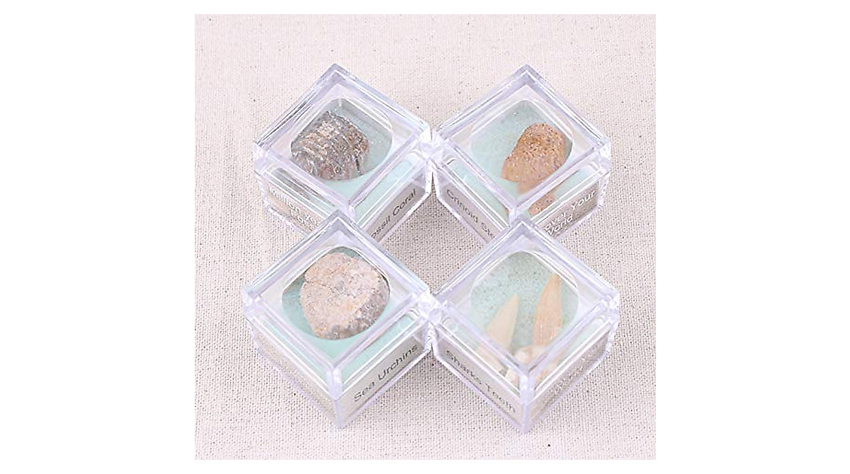 Discover Genuine Fossil Collection – Educational Specimen Box