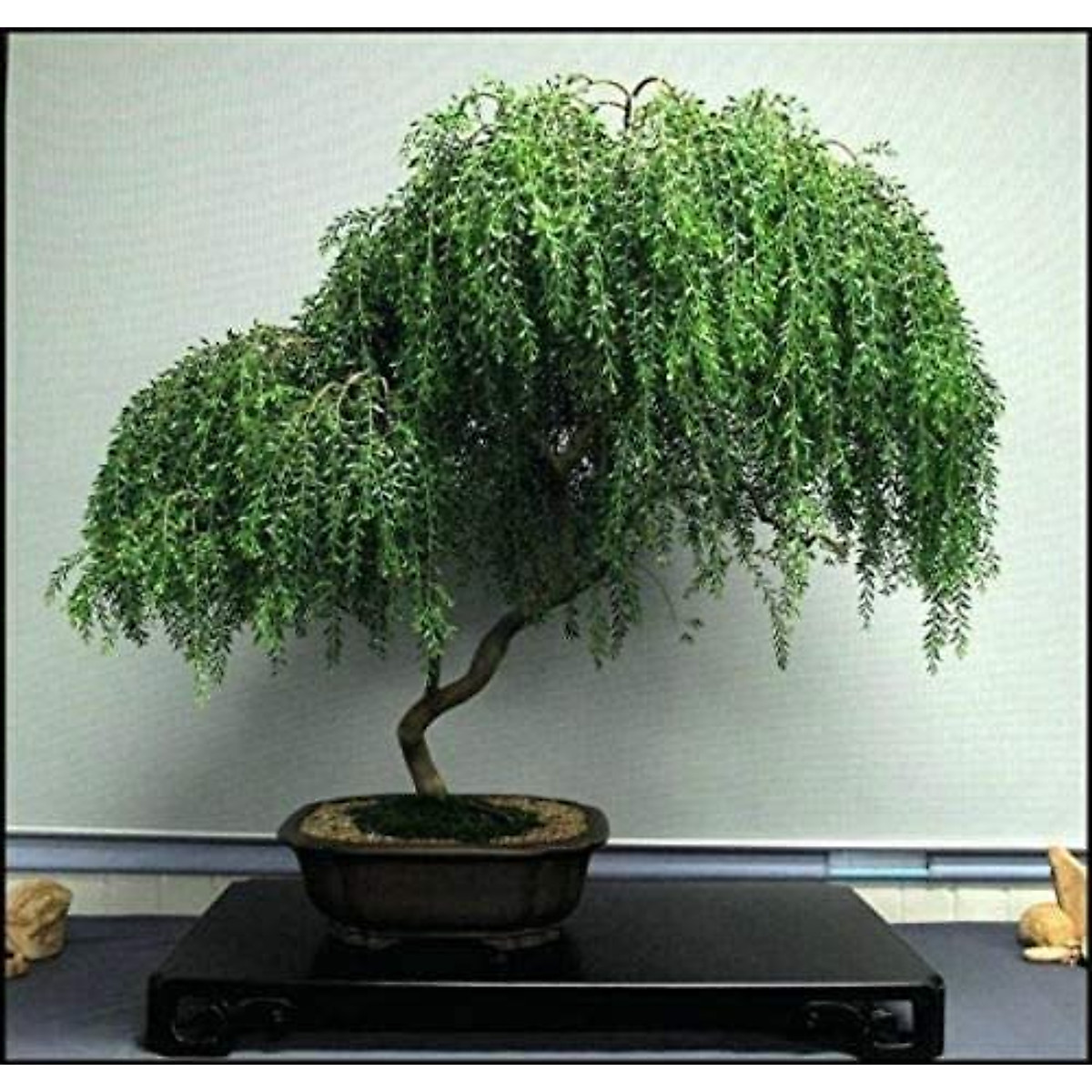 Weeping Willow Bonsai Live Tree Ready to Plant Dwarf