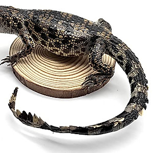 Taxidermy (11 inch) Authentic Wildlife Real Animal Reptile Skull, Animal Bones Real for Craft, Skull Decoration for Home, Specimen Collectibles Study, Special Gifts