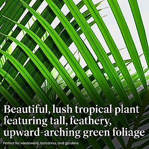 American Plant Exchange Majestic Palm, Tropical Elegance, Large Fronds, Perfect Indoor Statement Plant and Patio Decor, 10-Inch Pot