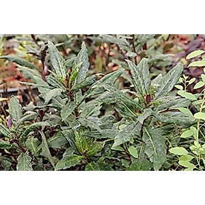 Okinawa Spinach - 3 Live Starter Plants - Gynura Crepioides - Grow Your Own Vegetables and Fruit in The Garden or Patio