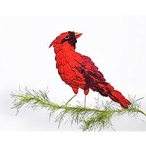 Cardinal