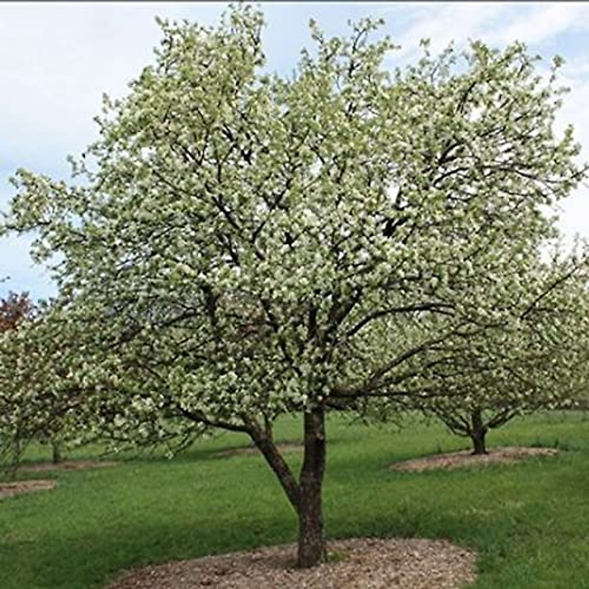 2 Dolgo Crabapple Trees Live Plants 12 to 22 Inc Tall, Crab Apple Fruits Crabapple Plants Seedling