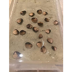 10 Baby Live Freshwater Clams: Perfect for Aquariums and Ponds Brown, Gold, Tan, Silver 1 Count (Pack of 10)