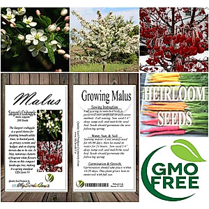 Malus sargentii (Sargent's Crabapple) Tree Seed, Fragrant White Flowers, Small, Dark red, Persistent Fruits, You Choose The Quantity (1 Pack)