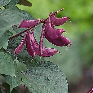 Outsidepride Dolichos Lablab Hyacinth Bean Climbing, Flowering, Vine Plant Seeds - 100 Seeds