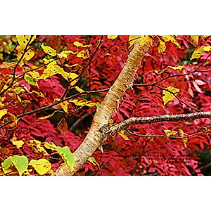 Canon DSLR Camera EOS Kiss X7i with EF-S18-55mm IS STM and EF-S55-250mm IS STM - International Version (No Warranty)