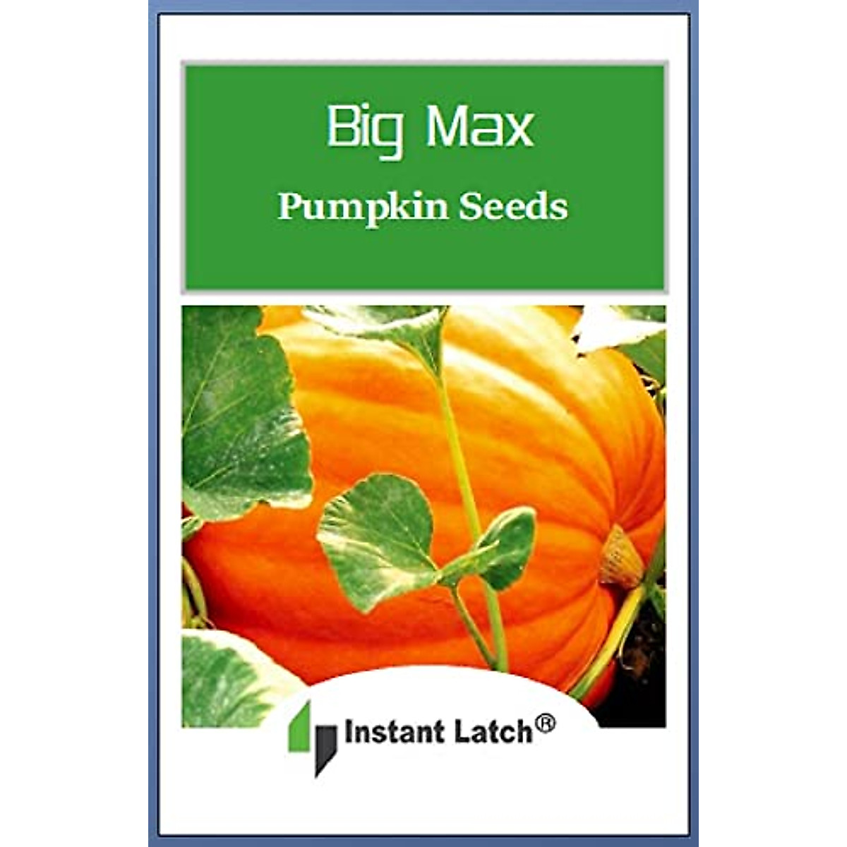 20 Big Max Pumpkin Seeds | Non-GMO | Fresh Garden Seeds