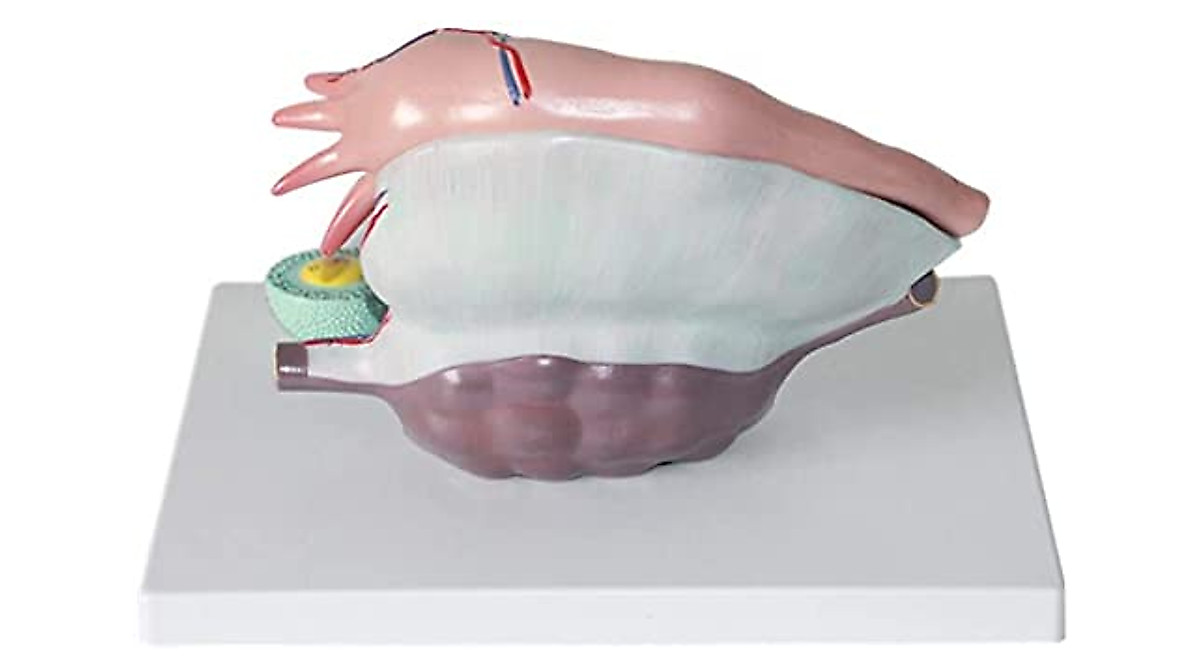 DEAVER Uterine Anatomy Model - Detailed Medical Training Aid