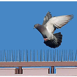 MorningVale -Bird Spike Pigeon Control Spike Set of 50 Pieces