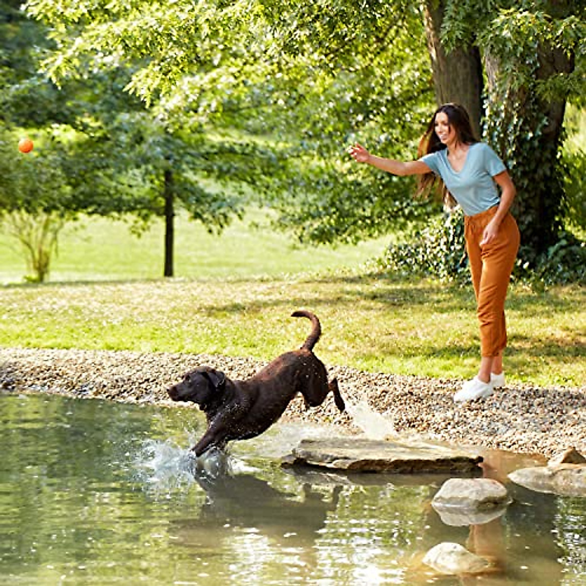 Nature′s Recipe Chicken, Barley & Brown Rice Recipe Dry Dog Food, 24 lb. Bag