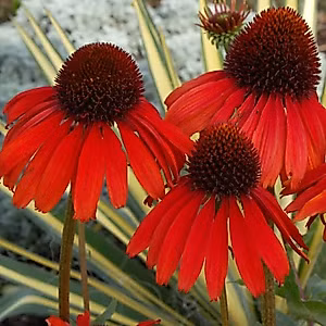CHUXAY GARDEN Firebird Echinacea Seed,Echinacea 'Firebird', Red Coneflower 100 Seeds Rare Hardy Flowering Plant Beautiful Potted Plants