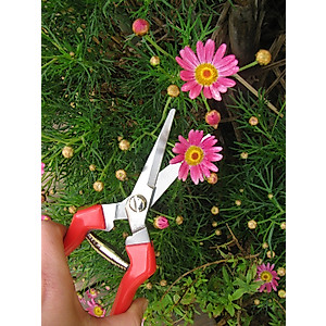 TABOR TOOLS K77A Straight Pruning Shears with Stainless Steel Blades, Florist Scissors, Multi-Tasking Garden Snips for Arranging Flowers, Trimming Plants, Harvesting Herbs, Fruits or Vegetables.