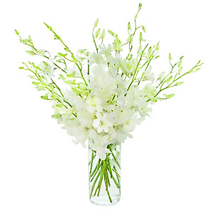 Fresh Cut Flowers - Dendrobium Orchids White