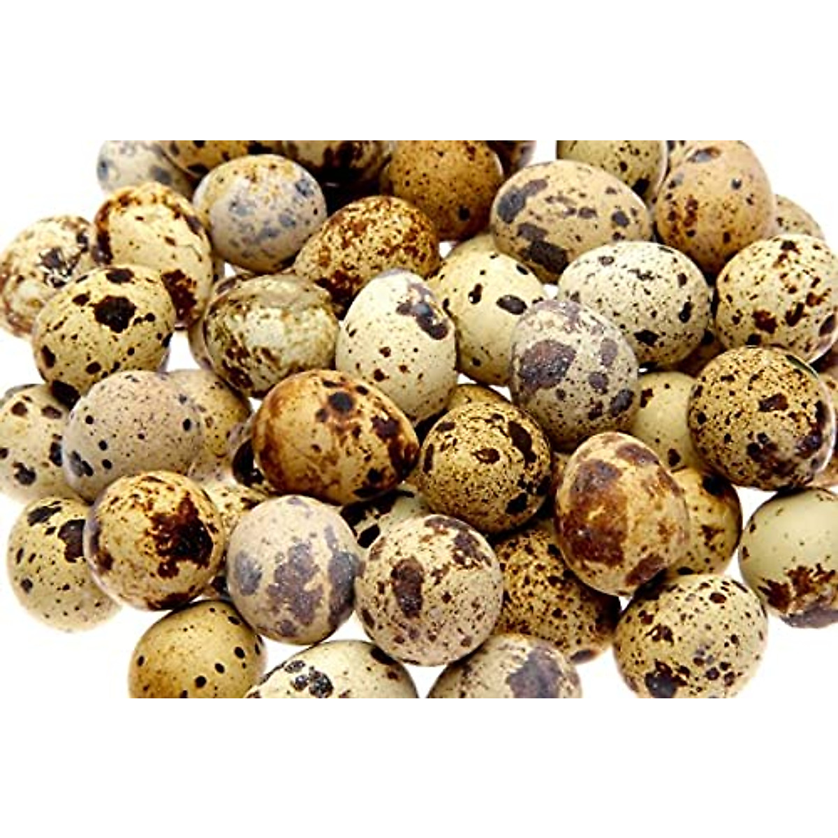 Fresh Quail Eggs from organically fed Quail (24 Count)