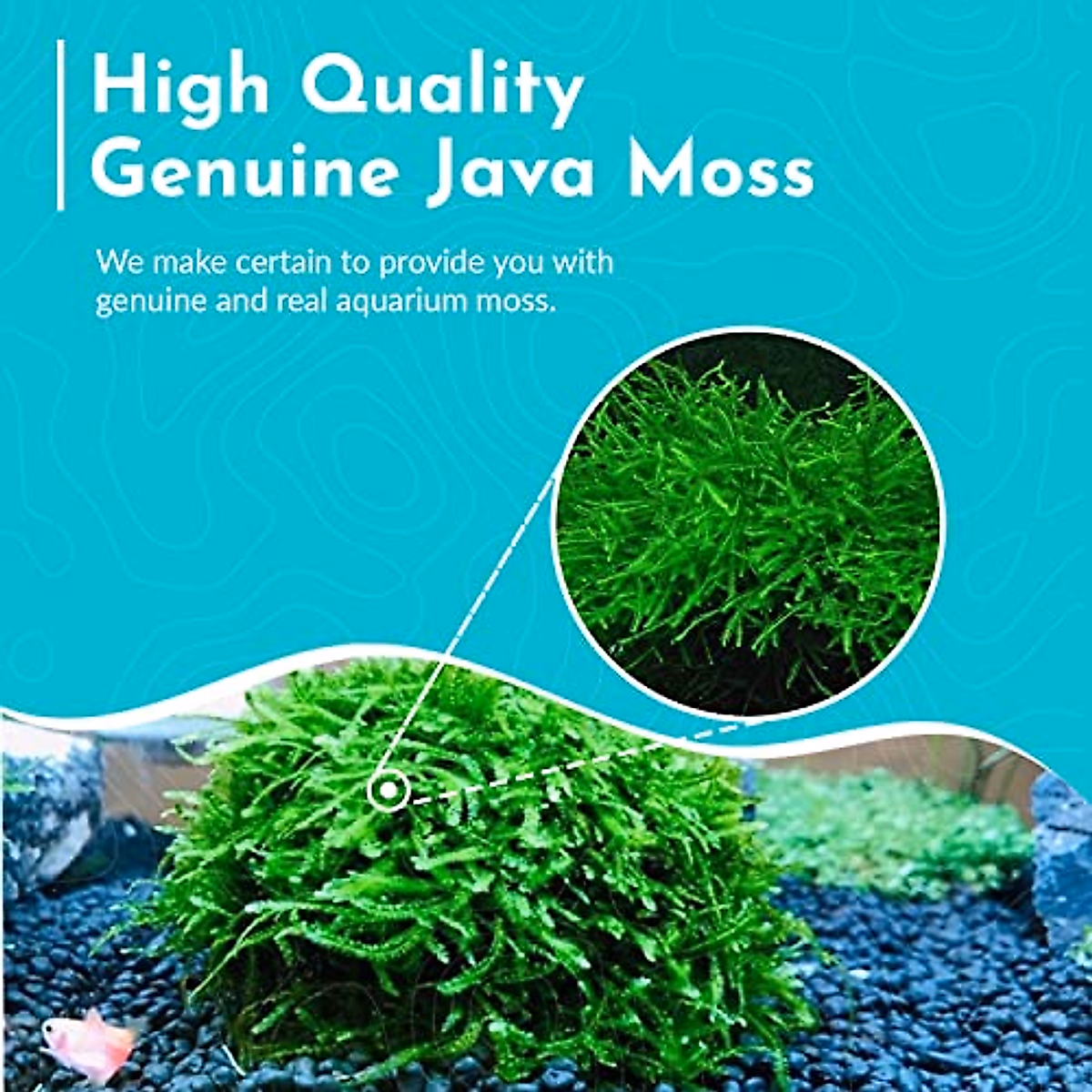 Java Moss Taxiphyllum Barbieri Portion