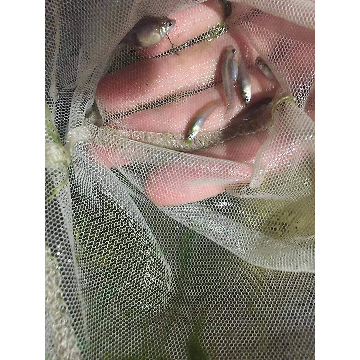 Beauty Yi 20+ Live Gambusia Mosquito Fish Aquarium Pond Feeder Fish Guppy Pet Guppies Bait (Guaranteed to Have Adult Male and Female!!)