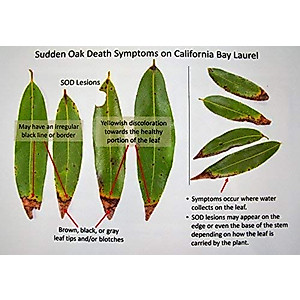 Quest Reliant Systemic Fungicide (Agri-Fos/Garden Phos) 1 Gallon