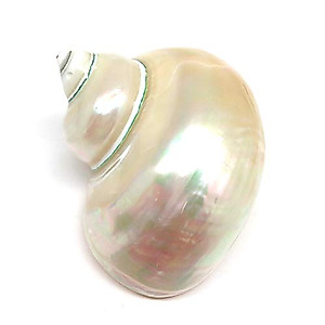 PEPPERLONELY 1 PC Polished White Jade Turbo Sea Shell, Hermit Crab Sea Shells, 4 Inch ~ 5 Inch