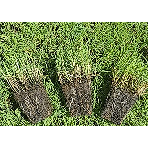 Tahoma 31 | Bermuda Grass Plugs - 100 Large Plugs, Fast Growing, Low Maintenance, Green