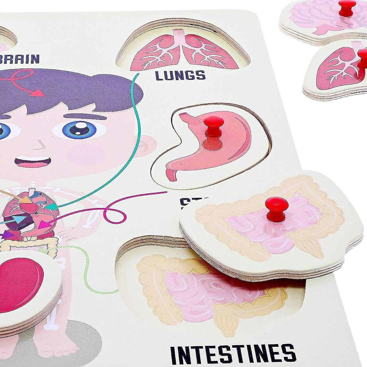 Blue Panda 2 Pack Educational Wood Peg Anatomy Puzzle Toys for Kids Game, Human Body Parts