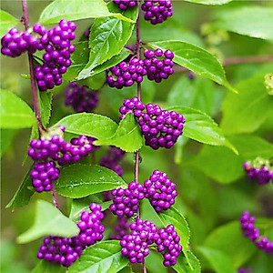 200 American Beautyberry Seeds for Growing Planting Growing Outdoor Indoor Perennial Ornaments Can Grow Pots Gift Garden