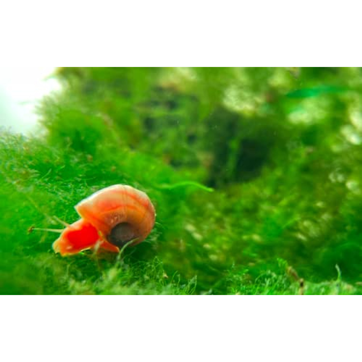 Ramshorn Snails - Pink - Leopard - Gold - Mixed Colors - Live 10+ for Freshwater Ponds/Aquariums - Bred and Raised by Bubbles Up Aquatics, pink, red, blue, gold, brown