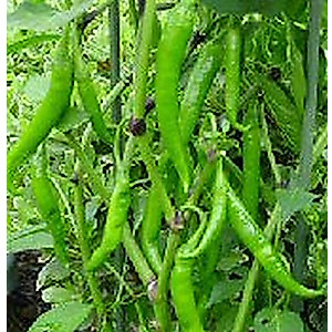 Green Power F1 Hybrid Hot Pepper Seeds - Jwala Type Pepper Used in Indian Dishes(50 - Seeds)