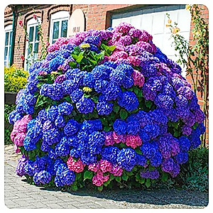 Mixed Hydrangea Seeds Flowers for Planting Non-GMO Home Garden Mixed Colors (100+)