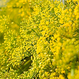 Outsidepride Anethum Graveolens Dill Herb Garden Plants for Cooking & Beneficial Insects - 1 Ounce