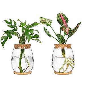 onepeng Propagation Stations, 2 Pcs Glass Planters with Wooden Tray & Lid, 5.2x4.2 inches, for Hydroponic Plants, Home Decor, Gardening Gifts for Women