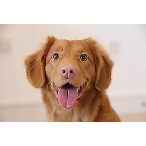 Dog Eye Supplement - Dog Eye Health Solution - Supports Vision - Advanced Complex - Dogs Eye Vitamins - 60 Tablets (1 Bottle)