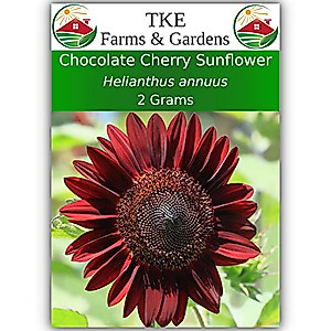 TKE Farms - Chocolate Cherry Sunflower Seeds for Planting, 2 Grams Approx. 50 Seeds, Helianthus annuus (1)