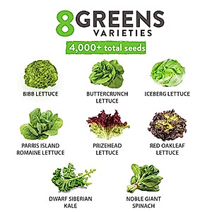 Lettuce & Salad Greens Seed Vault - 4,000+ Non-GMO Vegetable Seeds for Outdoors or Indoors - Romaine, Iceberg Lettuce Seeds for Planting, Kale Spinach & More: Hydroponic Home Garden Seeds (8 Variety)