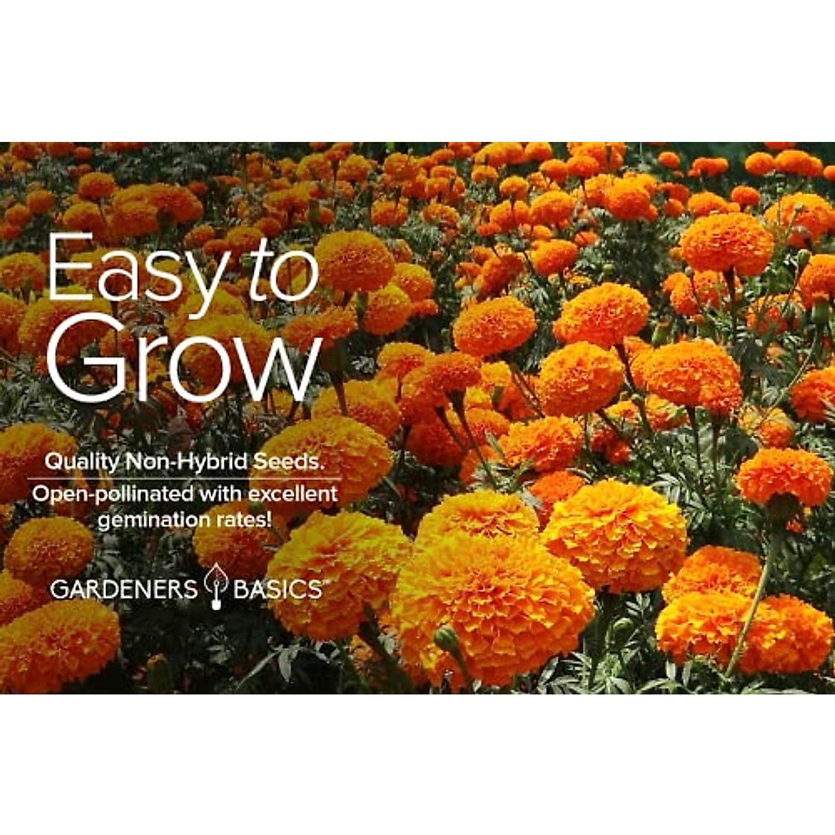 Marigold Seeds for Planting Outdoors (Crackerjack Variety) Annual Open-Pollinated, Heirloom, Non-GMO Flower Variety- 800mg Seeds Great for Summer Cut Flower Gardens by Gardeners Basics