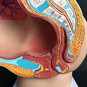 Human Female Pelvic Section Pregnancy Anatomical Model Nine Months Baby Fetus Model Life Size with Removable Organs 4-Parts