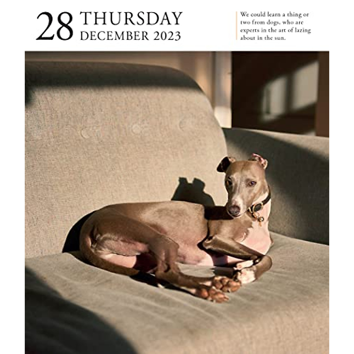 Dog Page-A-Day Gallery Calendar 2023: An Elegant Canine Celebration