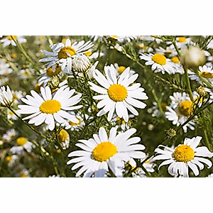 "Common German Chamomile" Flower/Herb Seeds for Planting, 1000+ Seeds Per Packet, (Isla's Garden Seeds), Non GMO & Heirloom Seeds, Botanical Name: Matricaria chamomilla, Great Herb Garden Gift