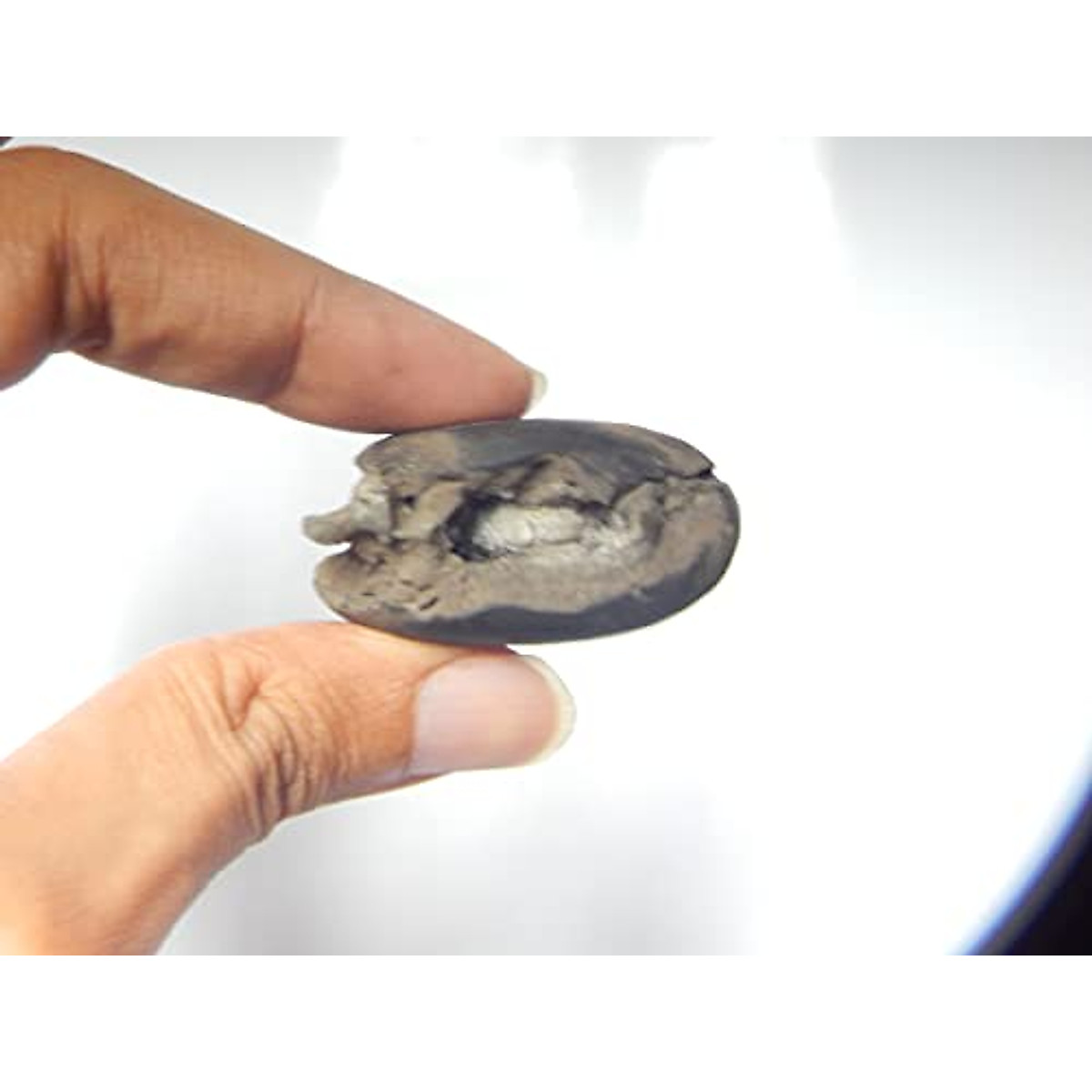 XUETZALCOATL Kumudah Sudarshan Shaligram 1.5cm - 2.5cm from Kali Gandaki 1 pcs