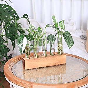 KAXYEW Plant Propagation Station, Plant Propagation Tubes, Gifts for Plant Lovers Office Desk House Garden Décor Plant Terrarium with Wooden Stand