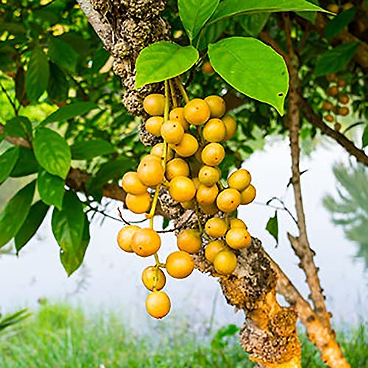 QAUZUY GARDEN 10 Burmese Grape Seeds (Baccaurea Ramiflora) - Non-GMO Fruit Seeds - Edible & Tasty &Attract Pollinators - Perennial Evergreen Tropical Exotic Fruit Tree