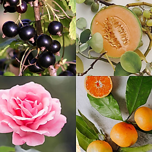 Queen of the Universe by Juicy Couture Candle, Black