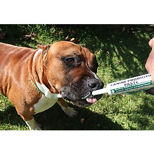 Dogzymes Canine Probiotic Paste Beneficial Bacteria-Enzyme 2.3 Billion CFU/gm Saccharomyces boulardii Organic Dried Honey Powder (30 Gram)