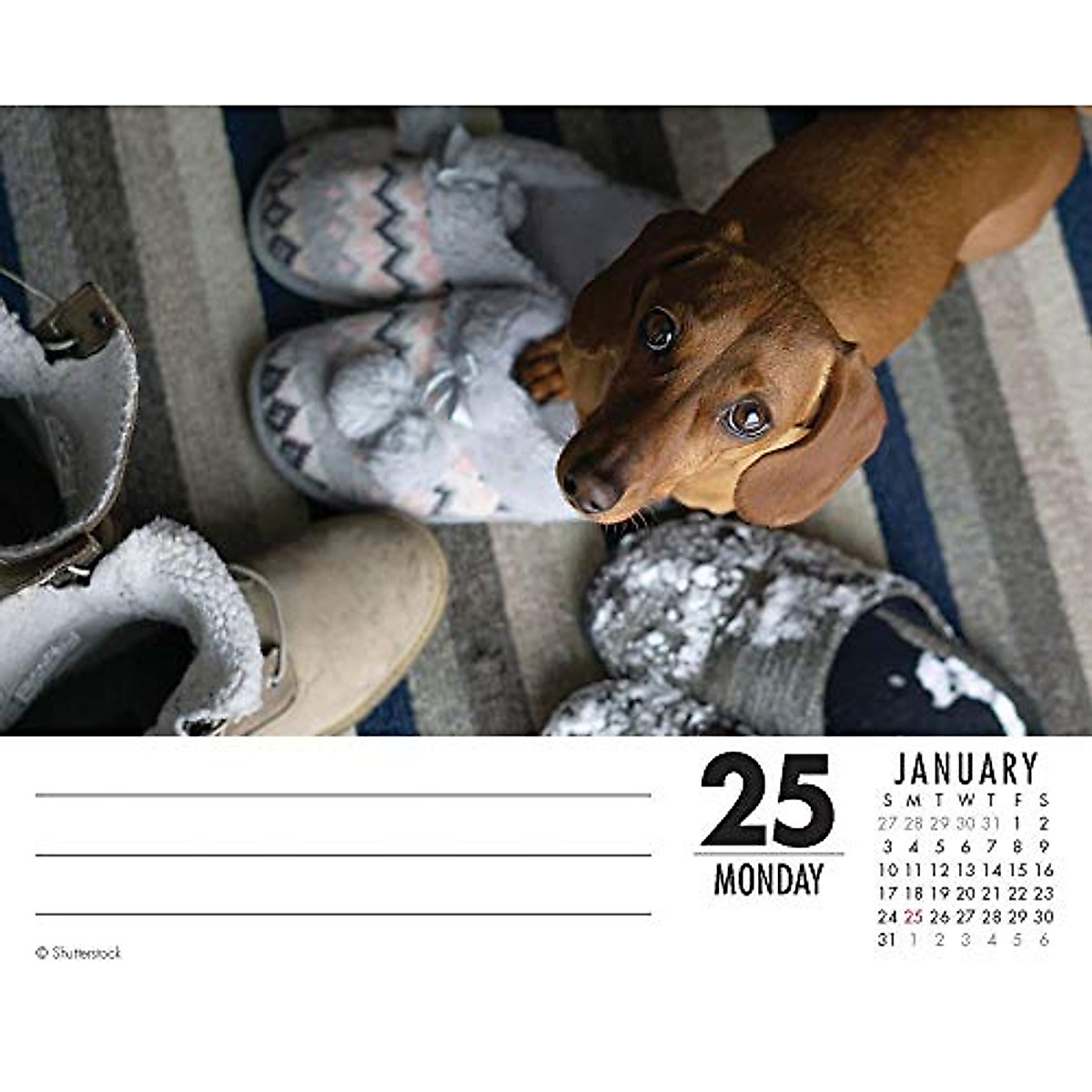 Just Dachshunds 2021 Box Calendar (Dog Breed Calendar)