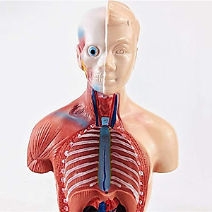 superply Anatomy Model | 11inch Human Torso Body | Heart Brain Skeleton | Medical School Educational Tool