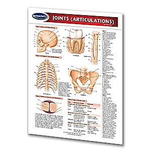 Chiropractic Medicine Guides - 4 Chart Bundle - Medical Quick Reference Guides by Permacharts