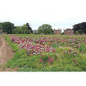 Flower Seeds - Sweet William Seeds- Mixed Colors - Dianthus barbatus - Biennial - Liliana's Garden