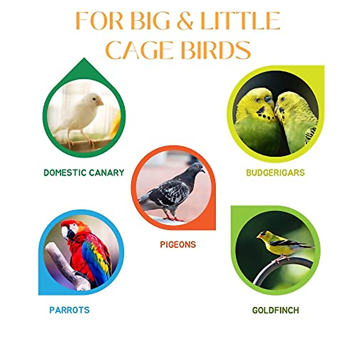 VHD MyBird Nova Multivitamin for Cage Birds - for Budgerigars, Domestic Canary, Parrots, Goldfinches and Pigeons, Big and Little Cage Birds, Vitamin Supplement for Birds, 2 Pack – (60 ml) 2 Ounce