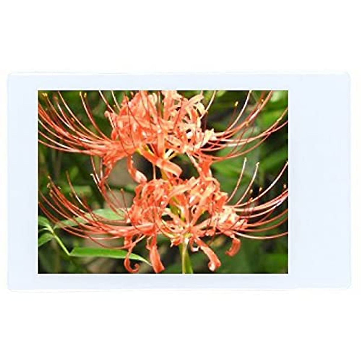 Fujifilm Instax Mini Instant Film (3 Twin Packs, 60 Total Pictures) for Instax Cameras