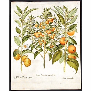 [Seville orange] Poma Aurantia nana dicta; [Citron] Mala Medica seu Citria; [Orange] Poma Aurantia
